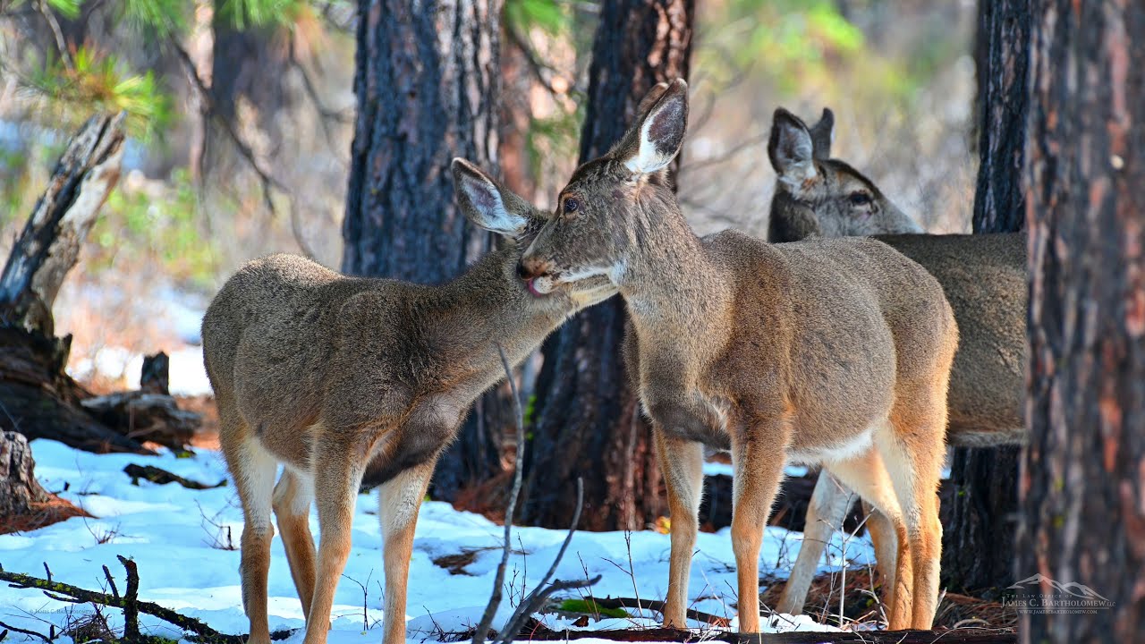 Deer Grooming Each Other on Green Ridge, Northwest of Sisters, Oregon ...