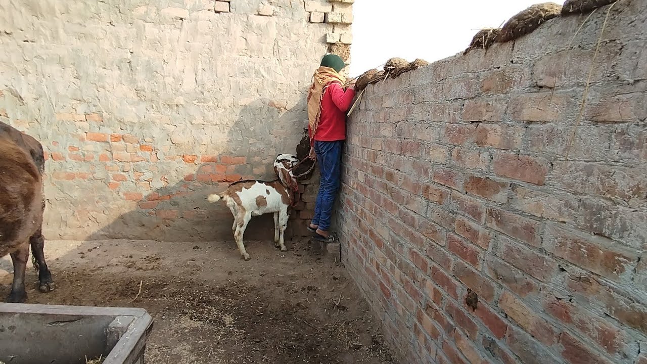 Today Funny Goat Was Given Water To Drink From The Well. - YouTube