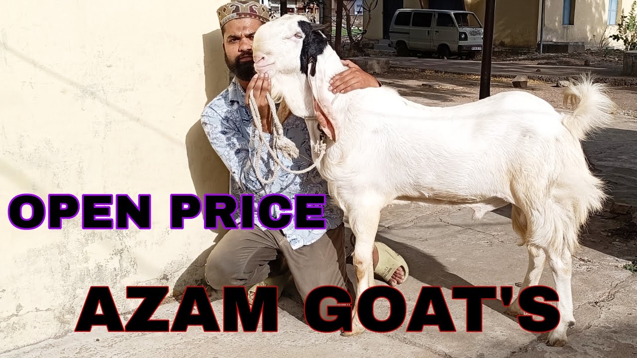 Open Price Extreme Quality Kota Bakra Gulabi Azam Goat's - YouTube