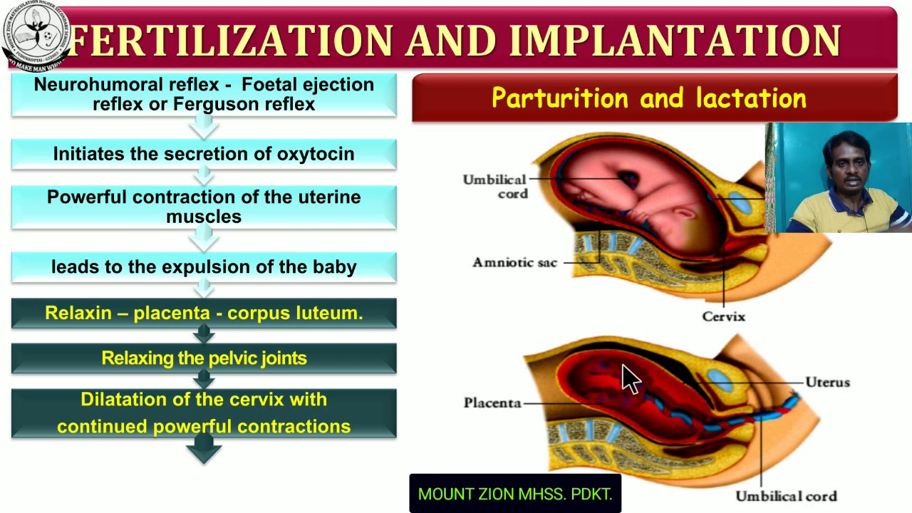Parturition and lactation - YouTube