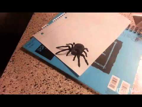 3D spider drawing - YouTube