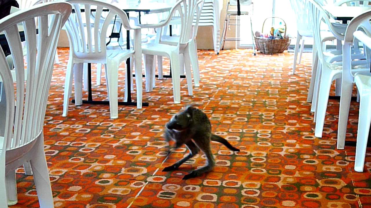 Rooby the Kangaroo Baby - YouTube