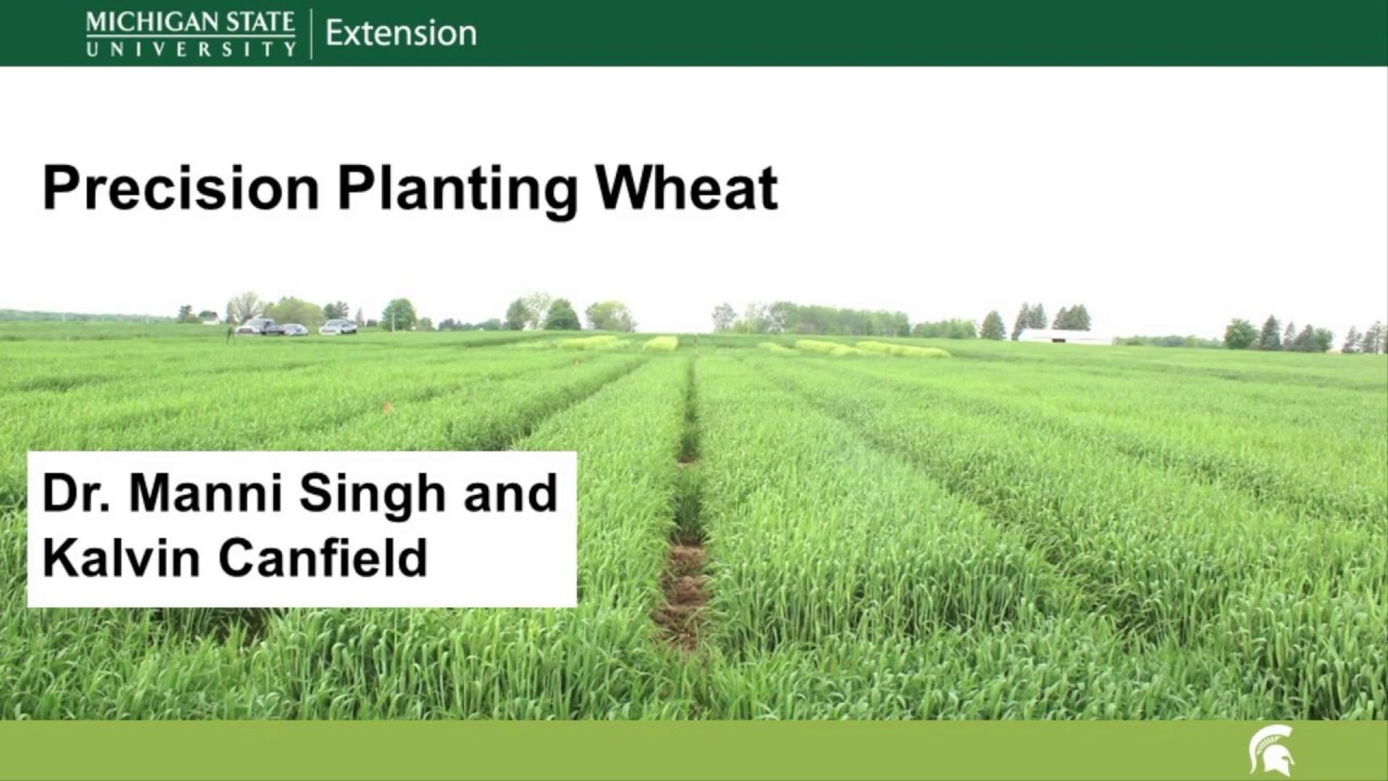 Precision Planting in Wheat - YouTube