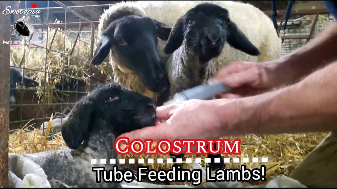 Colostrum And The Importance Of Tube Feeding Lambs! - YouTube
