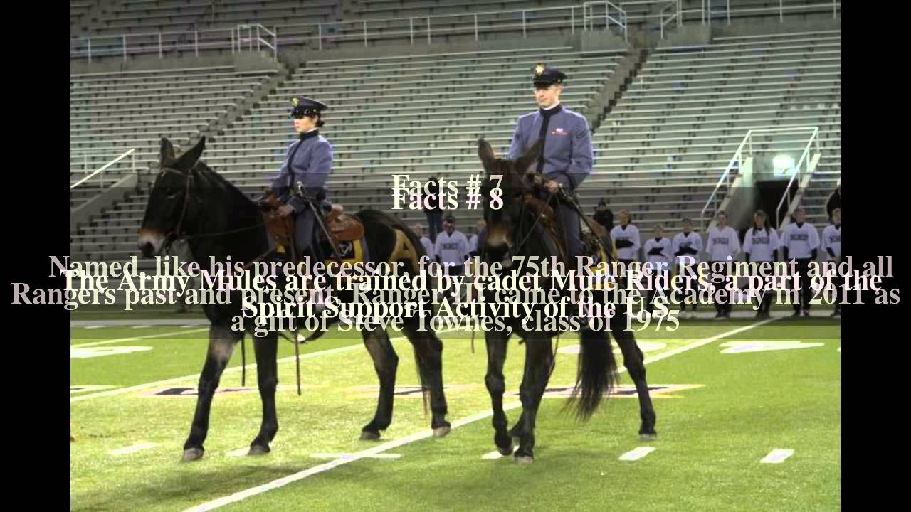 Army Mules Top # 11 Facts - YouTube