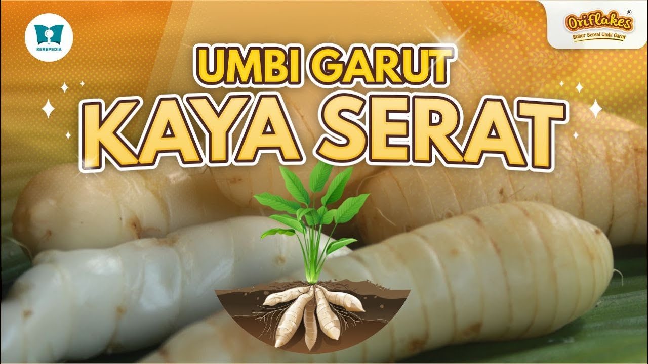 Umbi Garut Kaya Serat dan Manfaat Umbi Garut - YouTube
