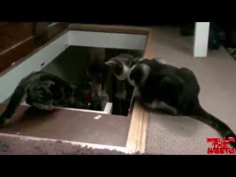 Pisiyin gulmeli sonu :) (prikol)