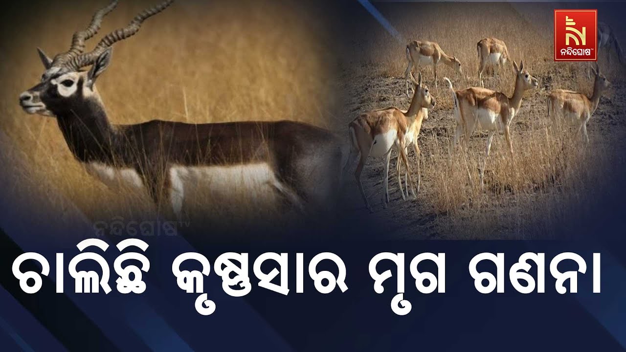 Black Buck 'Krishnasar Deer' Count Begins in Asika Forest Under Ghumsur ...