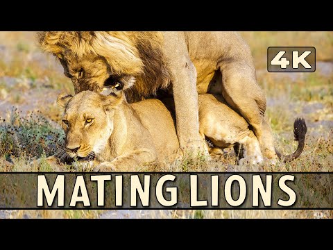 Lions mating at sunrise and Rob has some electrical issues (Savuti Ep4)