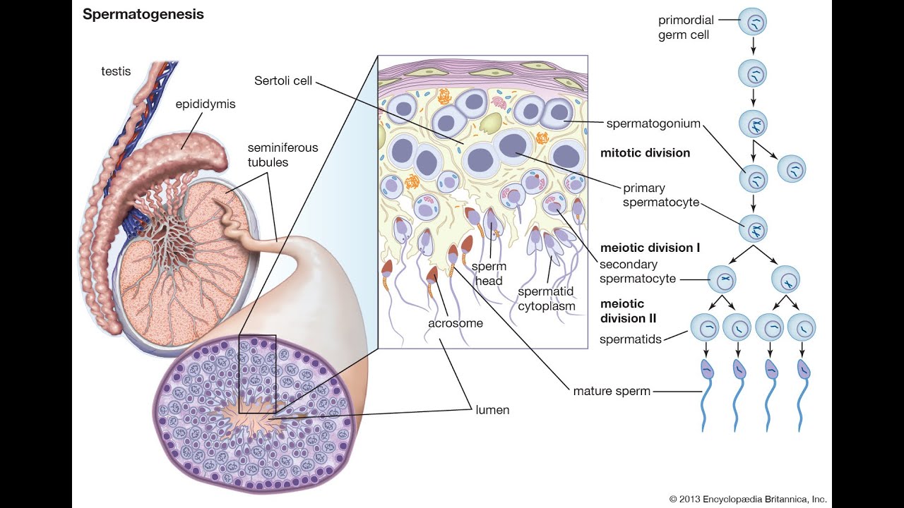Physiology Ch 20 MALE Reproductive System - YouTube