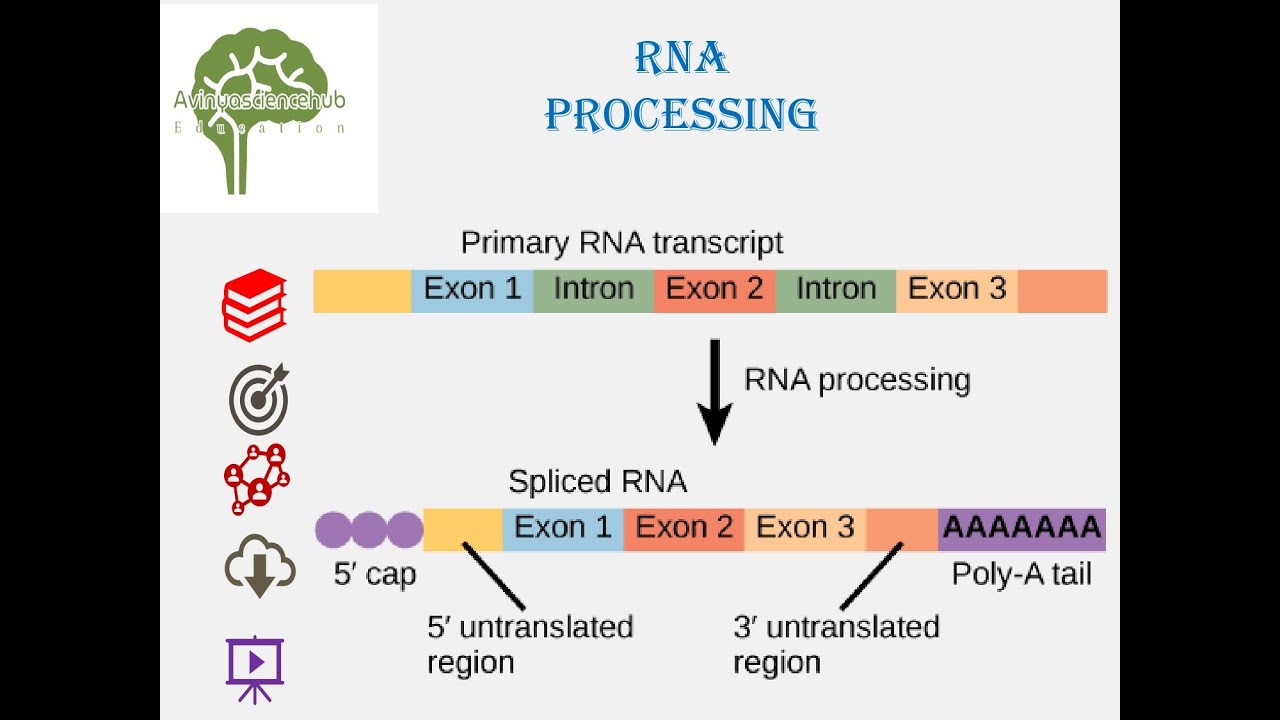 RNA processing #mrna processing #mrna processing in eukaryotes # ...