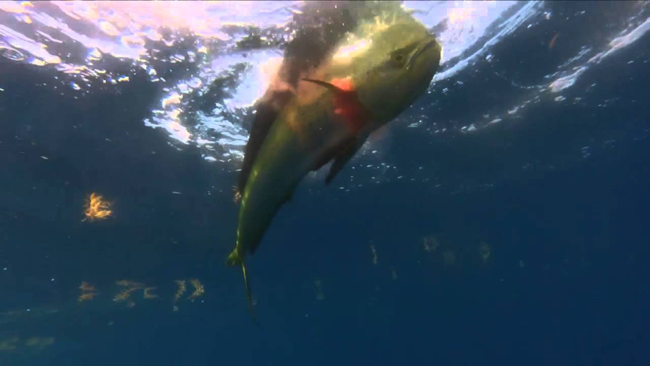 22 Pathfinder Fishing Video - YouTube