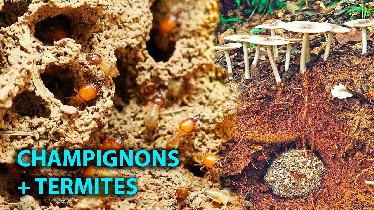 🍄 Le TERMITOMYCES : un CHAMPIGNON CULTIVÉ par les TERMITES - YouTube