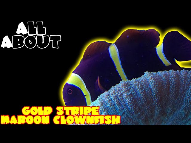 Gold Stripe Maroon Clownfish