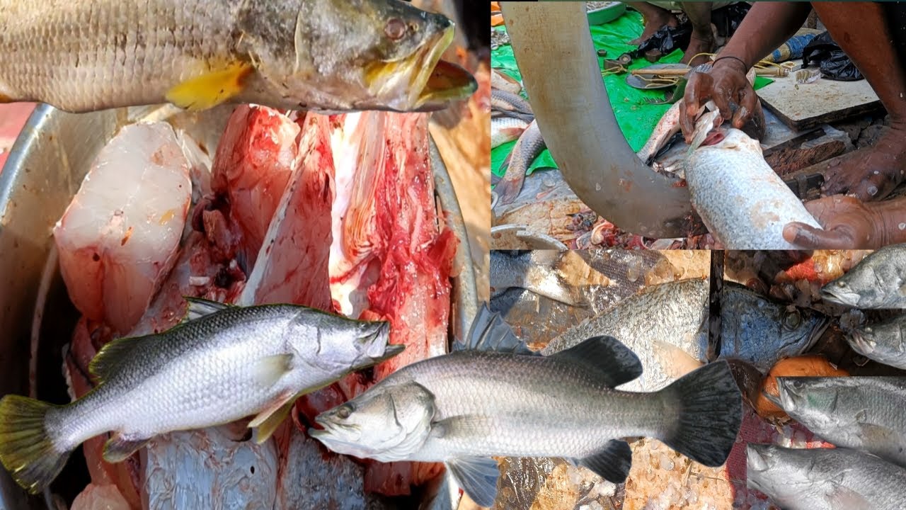 Incredible Big korol Fish Botti Cutting live In Kolkata By Expert Fish ...