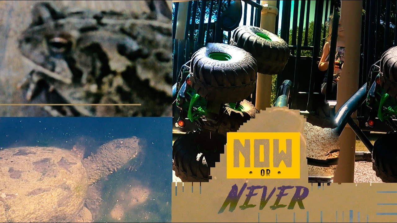 How Tough Is The World's Largest Monster Jam RC Truck, A Turtle, And A ...