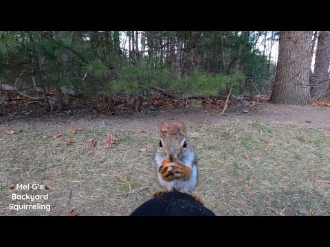 Squirrel Leaf Hat (Baby Squeaks)