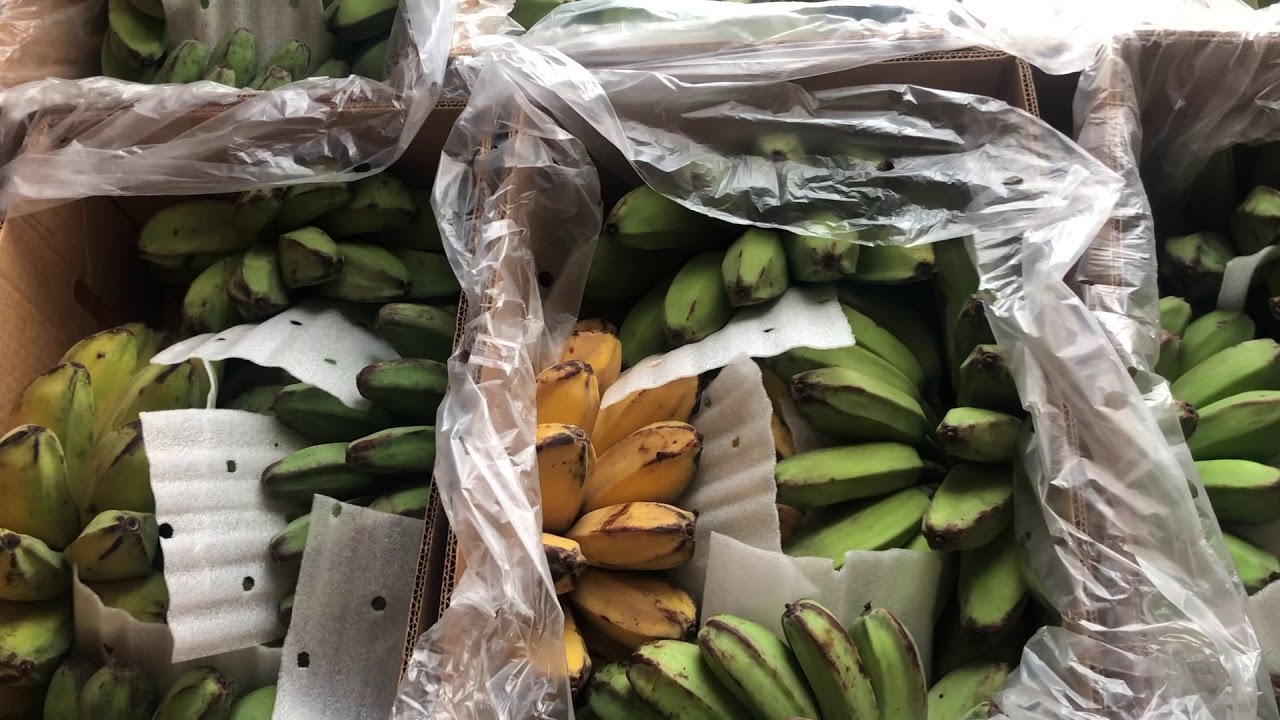 SAGING SABA (CARDAVA)For sale ! ¥1,200 /Hands plus shipping (Fb.Acct ...