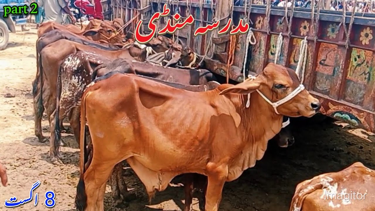 Madrasa Mandi Punjab ki famous mandi color print bachday Online mandi ...