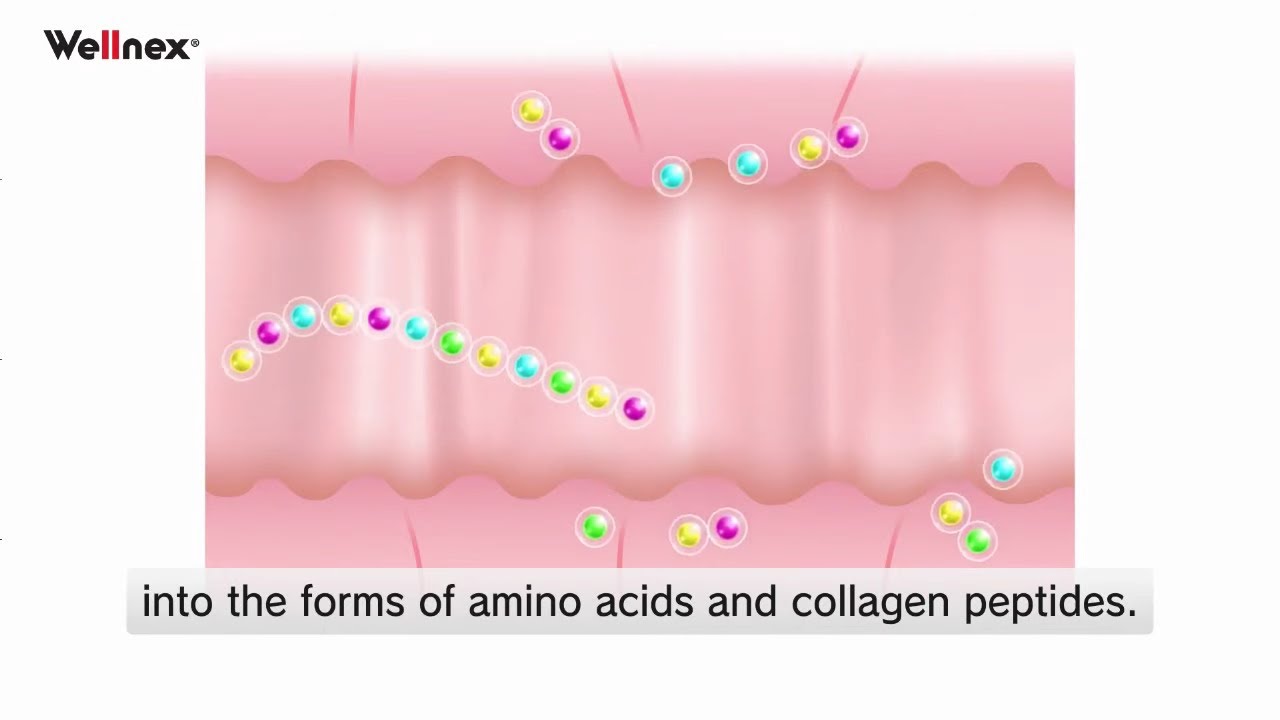 Wellnex 06. Absorption into the Body - YouTube