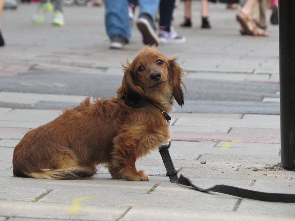 Dude - Miniature Dachshund Puppy - 3 Week Residential Dog Training ...