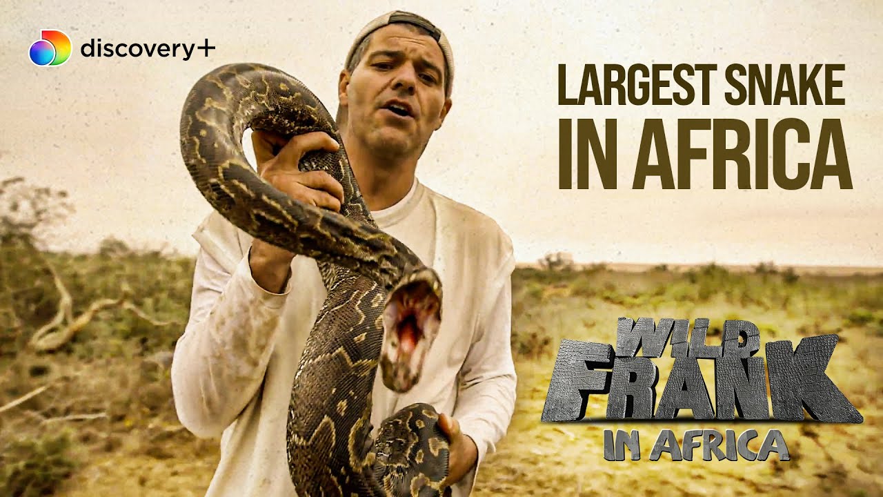 A snake that grows upto 20ft long! l Wild Frank In Africa l discovery+ ...