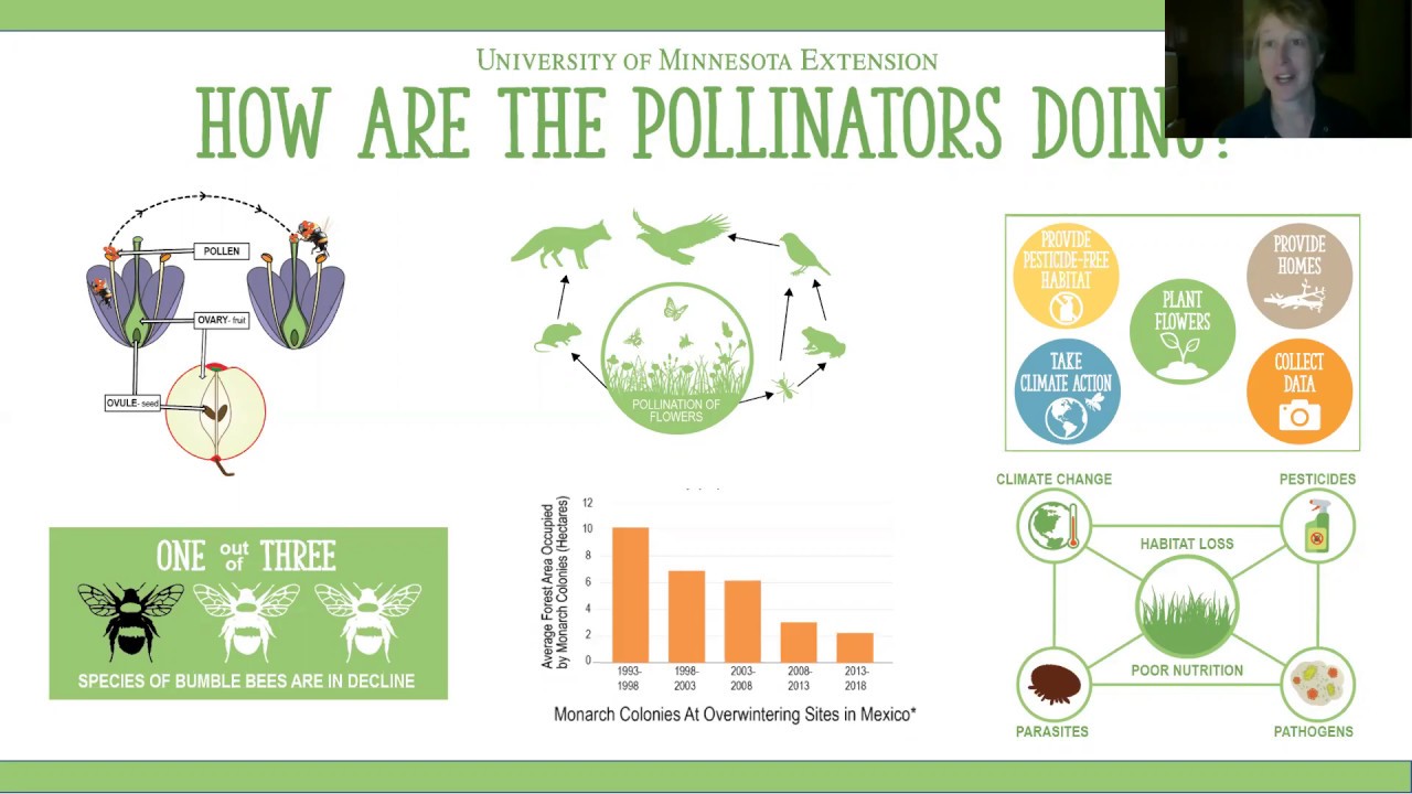How are pollinators doing?: Pollinator Education Toolkit - YouTube