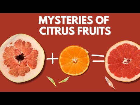 What You Didn't Know About Citrus Fruits |  Structure and Origin of Citrus Explained
