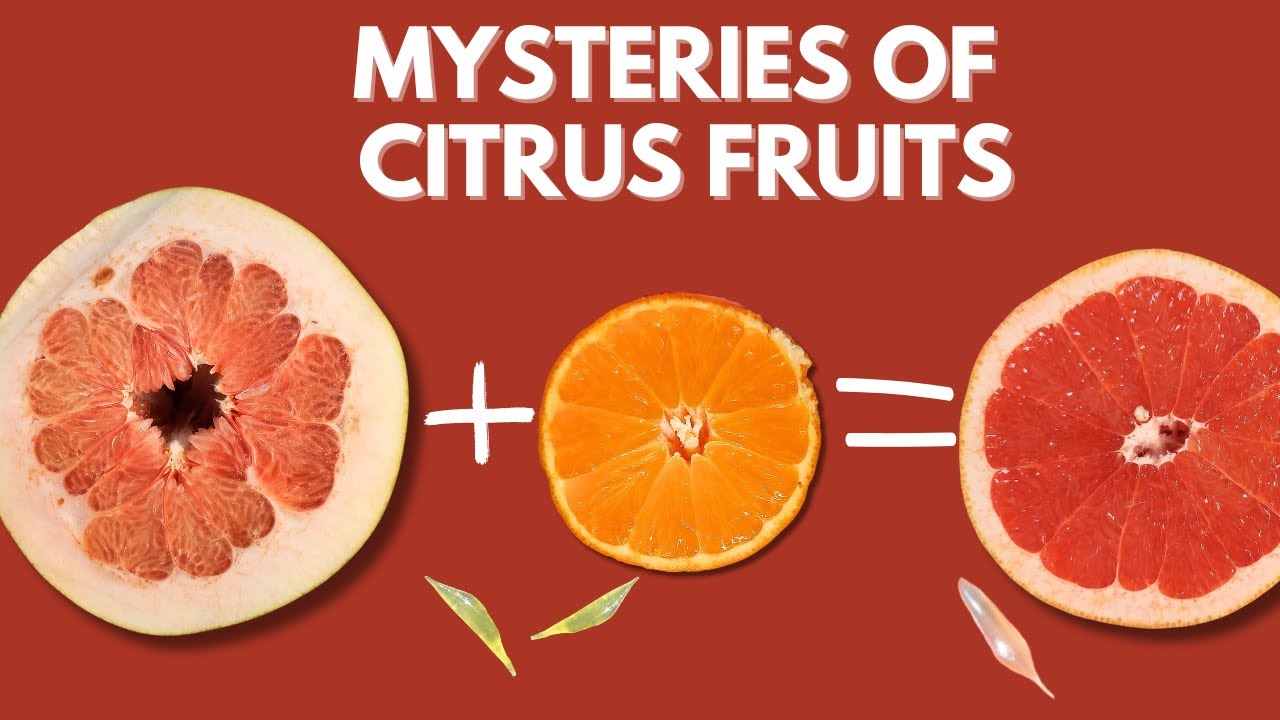 What You Didn't Know About Citrus Fruits | Structure and Origin of ...