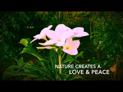 Blossom Flowers & Nature | Quarantine Relaxation | Random Video - 02 | Throttle Destiny