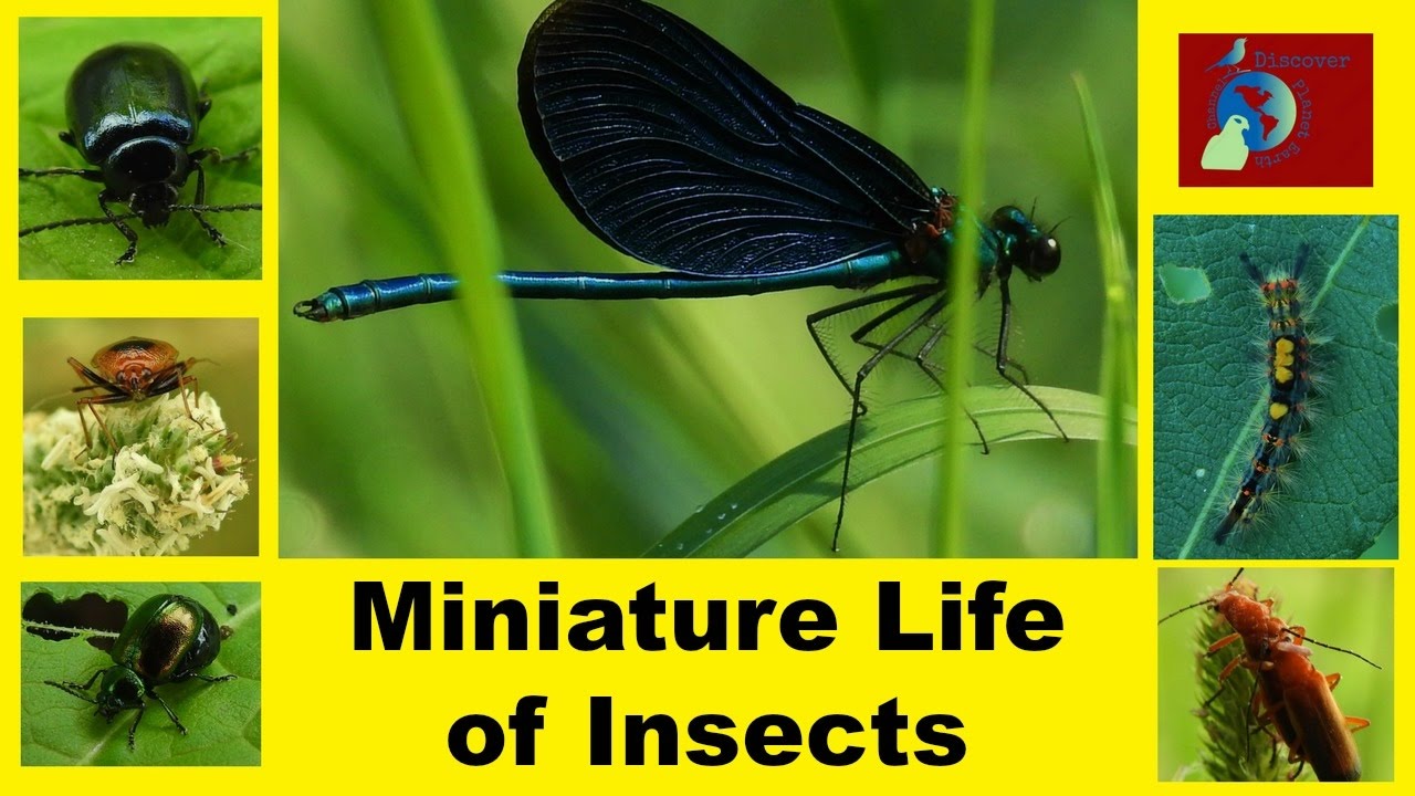 Magical Miniature World of Insects- Watch on Full Screen - YouTube