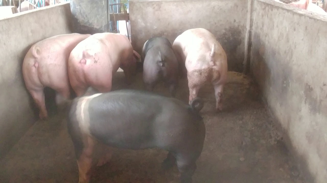 Razas de cerdo york, landrace, hamshire - YouTube