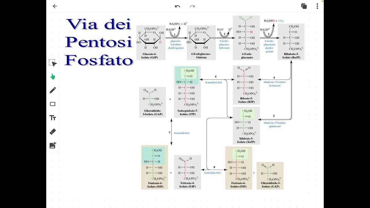 VIA DEI PENTOSO FOSFATI - YouTube