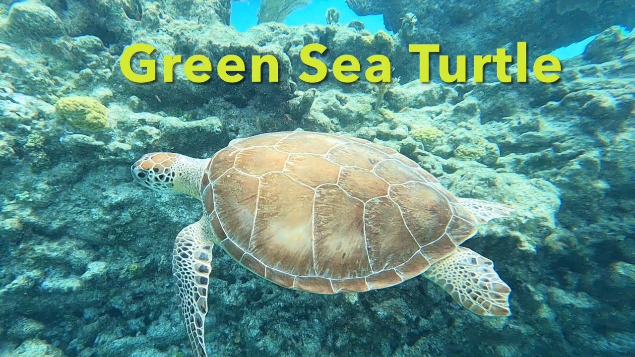 Sea turtle in Florida Keys! - YouTube