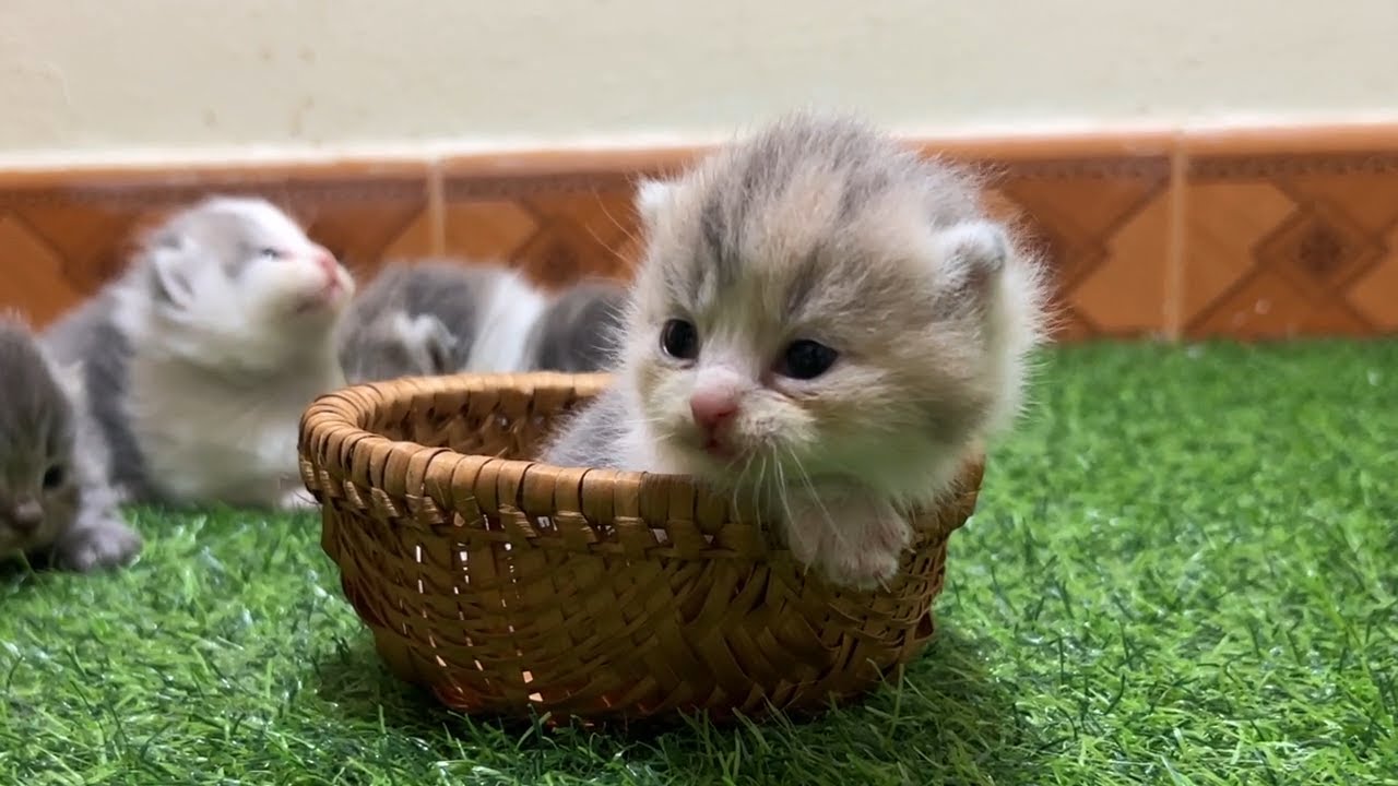 6 kittens 14 days old: The kittens meow to call their mother very cute ...