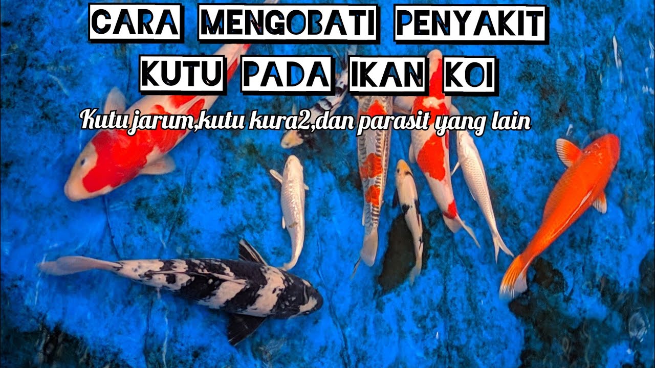 🔴 Cara mengobati penyakit kutu pada ikan koi dengan treatment yang ...