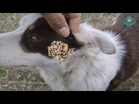 İmposible! Remove 10000+ MAGGOTS On Stray Dog's Head! - YouTube