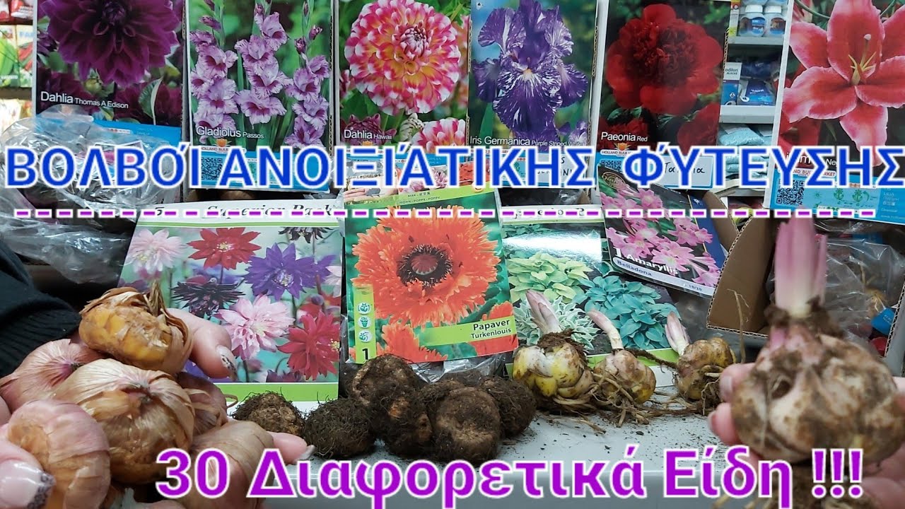 ΒΟΛΒΟΊ ΆΝΟΙΞΗΣ | 30 Διαφορετικά Είδη Ανοιξιάτικων Βολβών #βολβοίάνοιξης ...