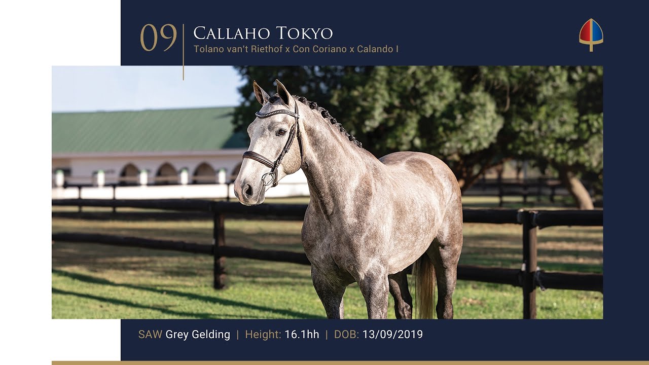 Lot 09 | Callaho Tokyo (Tolano van't Riethof x Con Coriano x Calando I ...