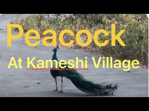 Peacock in Kameshi Village Kalimpong - YouTube