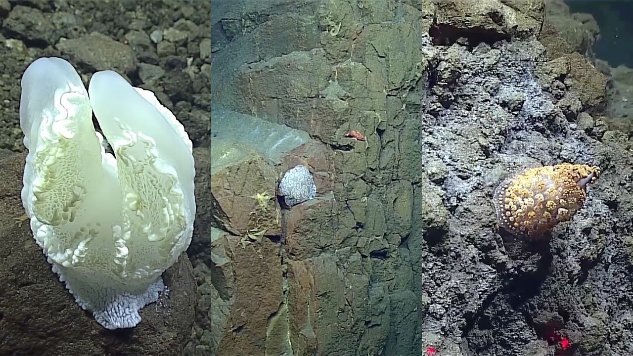 Rare marine organisms around Ahyi Seamount, Marianas Trench - YouTube