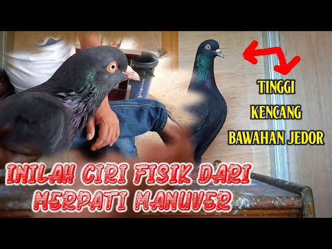 ciri khusus merpati manuver/setut jedor