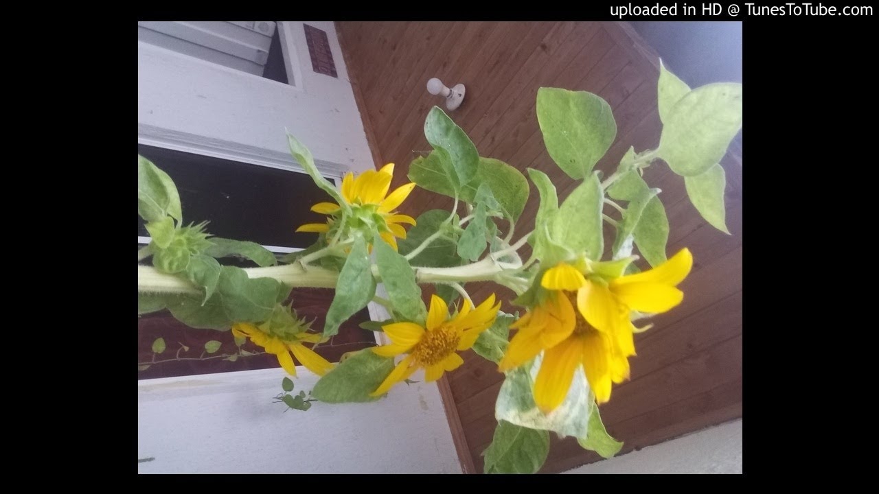 RESIDENTE CHALLENGE - SUPER JON Z (LETRA) - YouTube