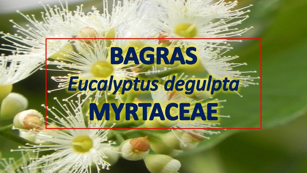 Bagras (Eucalyptus deglupta) - Myrtaceae | Trees for Urban Spaces ...