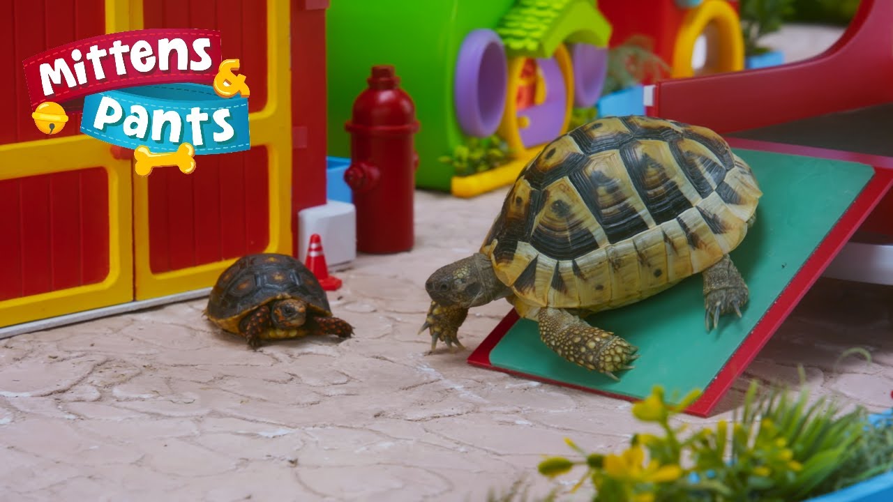 Meet Fire Chief Grapefruit 🐢 | Mittens & Pants Characters - YouTube