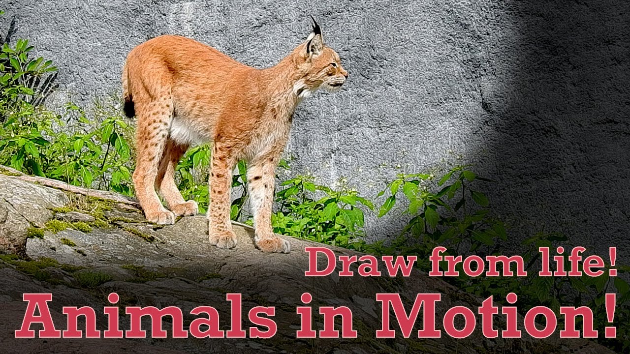 Draw from Life - Animals in Motion #1 - Lynx - YouTube