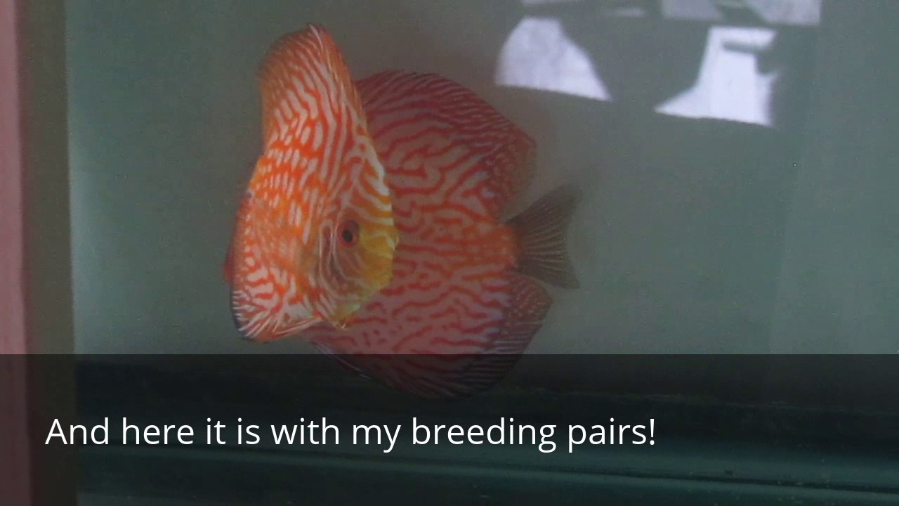 My discus breeding system - YouTube