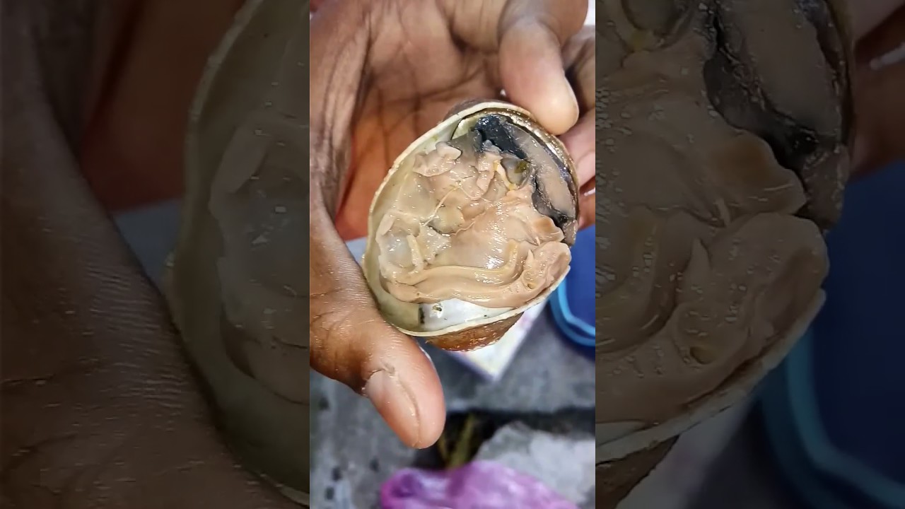 Nervous system of pila - YouTube