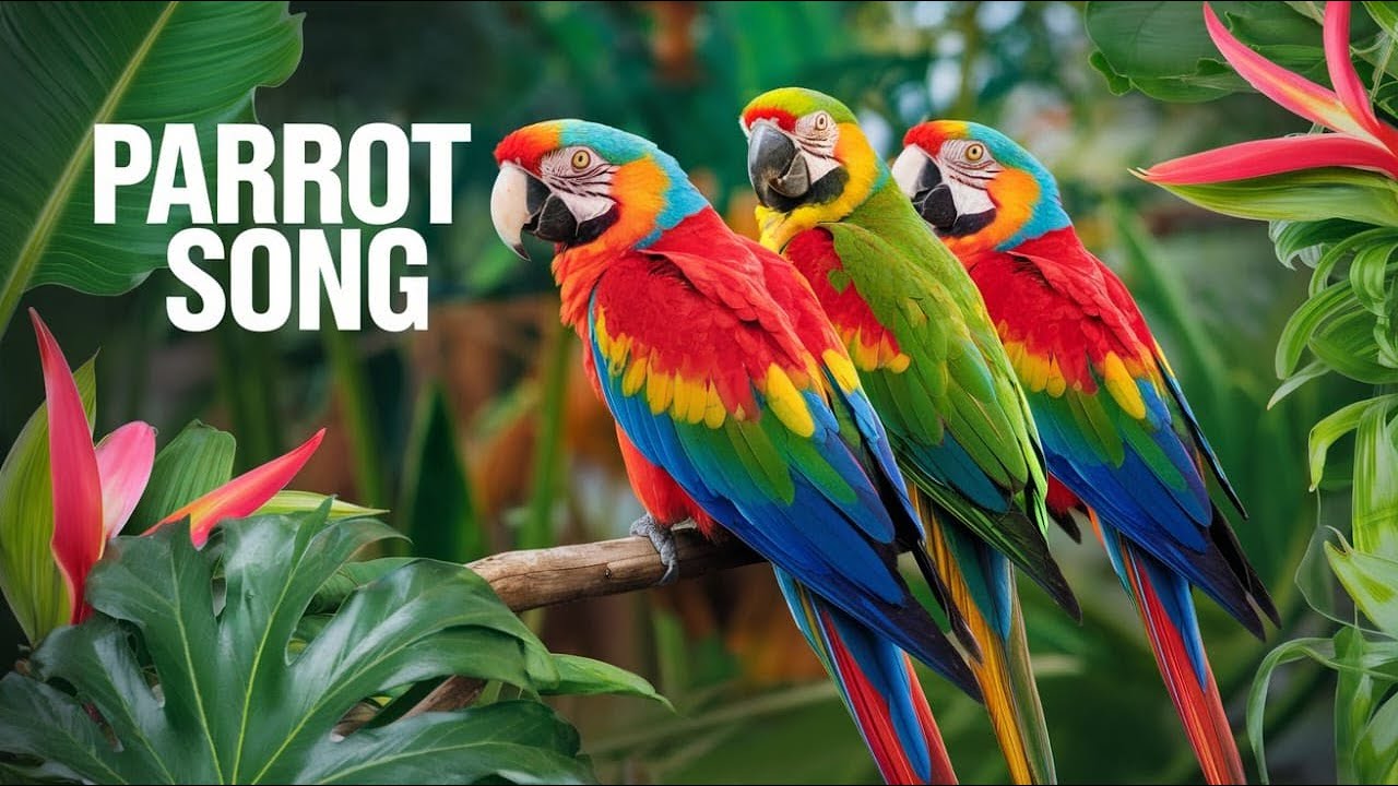 Parrot Party: Dance & Sing with Fun Animal Songs | Colorful Kids Rhymes ...