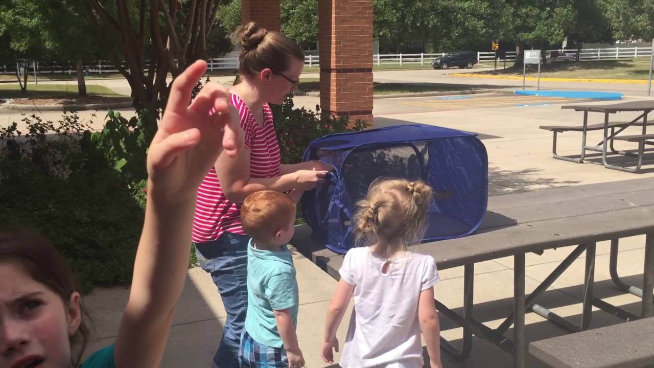 Releasing monarch butterfly triplets - YouTube